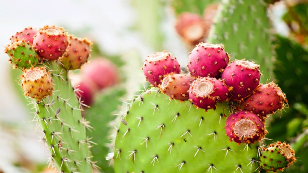 Nivdung fruit juice | जबरदस्त आयडिया; निवडुंग फळाच्या ज्यूस विक्रीतून ...