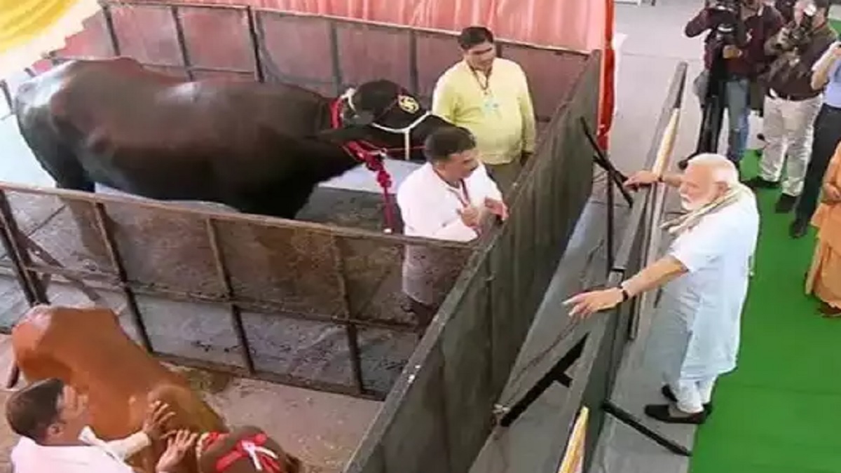 या म्हशीने तर सगळ्यांनाच इंम्प्रेस केले | Modi Buffalo: अवघ्या सहा ...