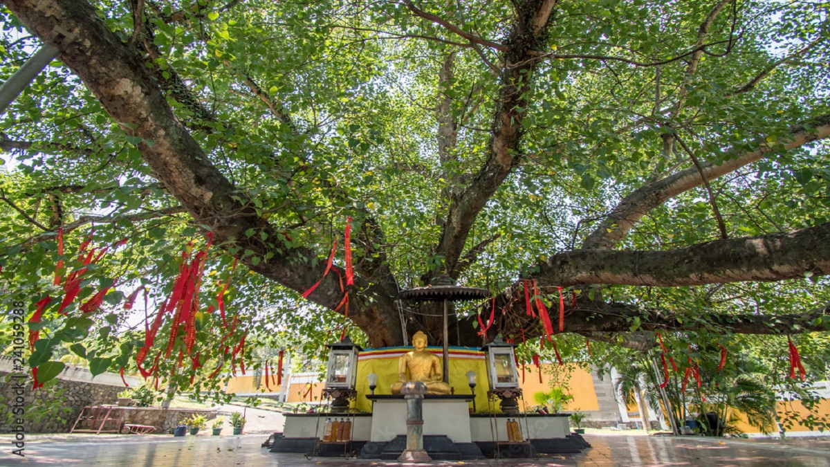 Peepal Tree Benefits | पिंपळाच्या झाडीखाली बसल्याने फक्त मनच शांत होत ...